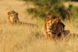 Lion | Facts, Behavior, Conservation, Photos - BigCatsWildCats