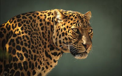 Big Cat Facts: Key Traits and Differences - BigCatsWildCats
