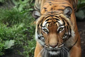 Malayan tiger | species data, facts, conservation, photos - BigCatsWildCats
