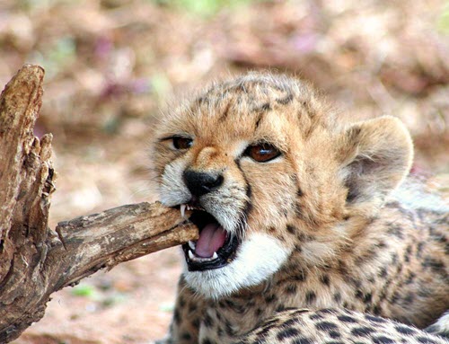 Chita | Fatos sobre Espécies, Conservação - BigCatsWildCats | My Star Idea