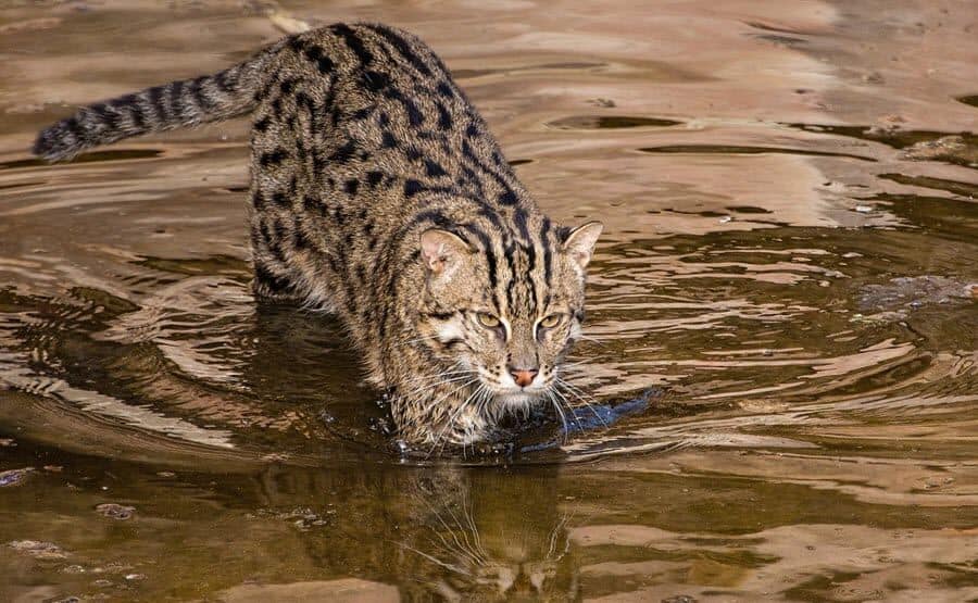Fishing Cat Fishing Cat Conservation