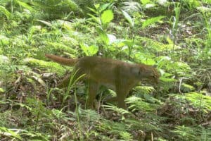 Bornean Bay Cat | species data, conservation, photos - BigCatsWildCats