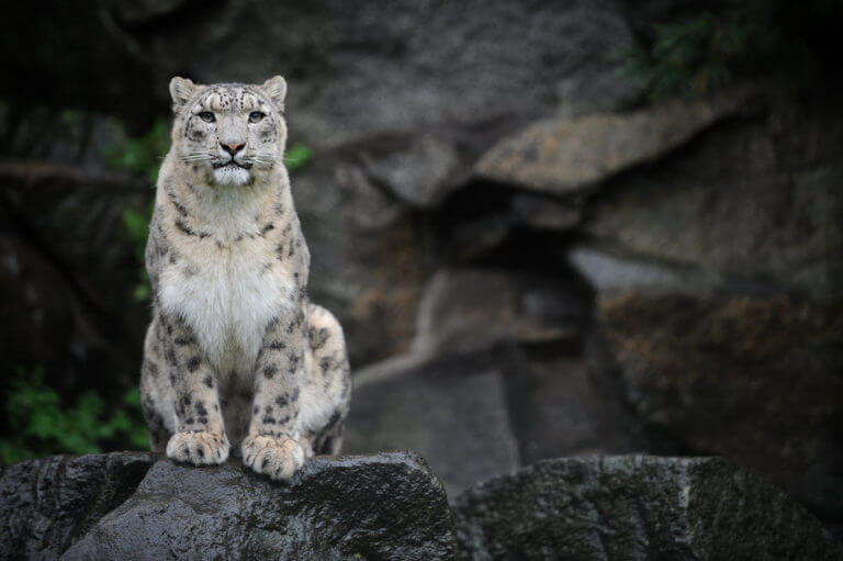 Wild cats of India | Indian big cats, small wild cats - BigCatsWildCats