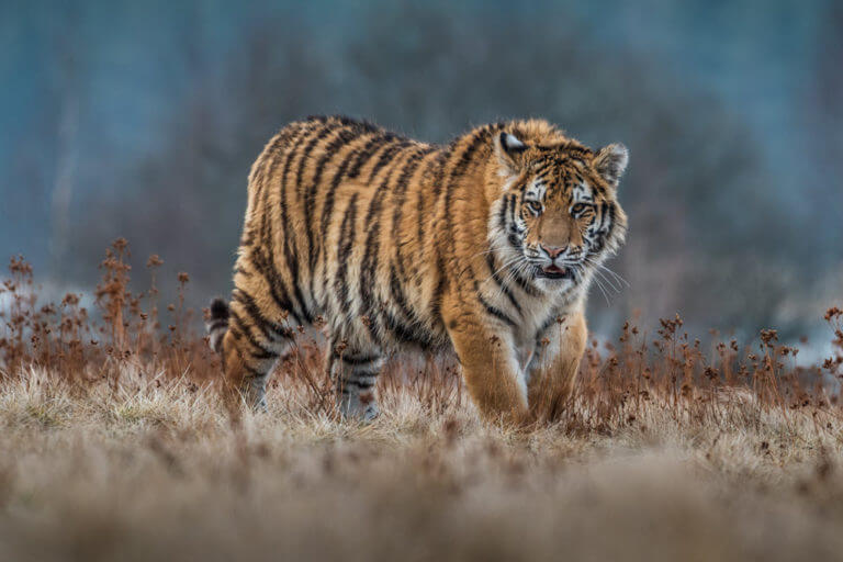 List of Big Cats: All Big Cat Species, Facts and Pictures - BigCatsWildCats