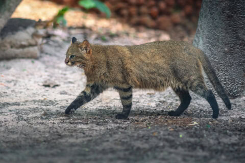 Wild Cats of Brazil - BigCatsWildCats