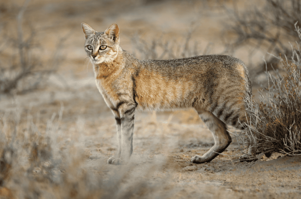 Wild Cats List - BigCatsWildCats