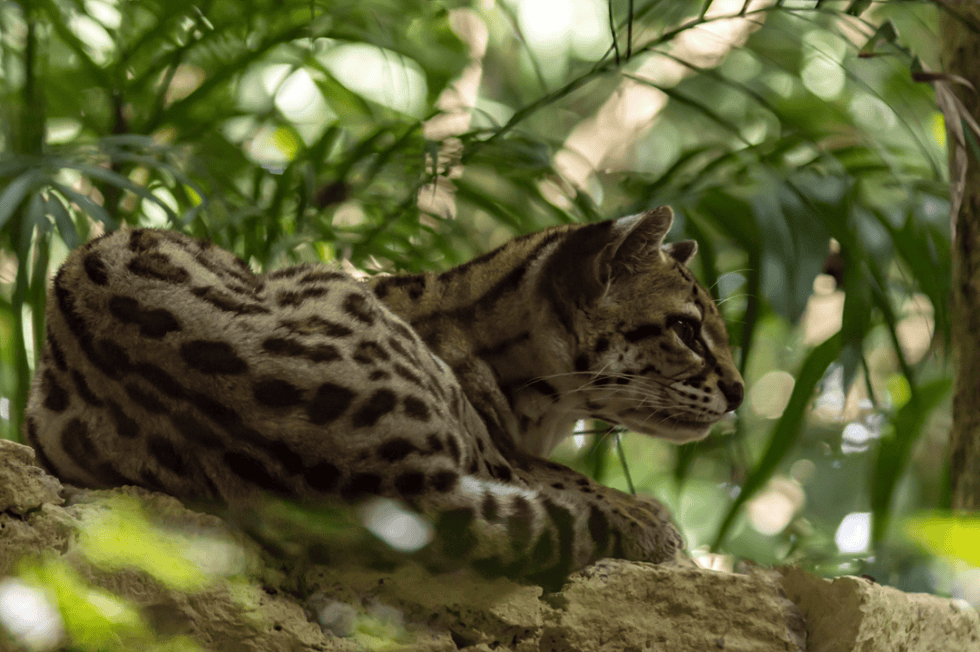 Margay | species data, conservation - BigCatsWildCats