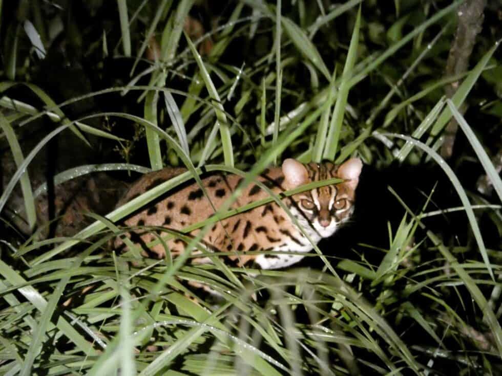 Sunda | Javan leopard cat - species data, conservation - BigCatsWildCats