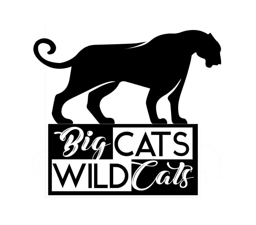 Big Cats Logo Geometric Big Cat Logo