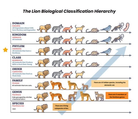 Biological classification | phylum - BigCatsWildCats