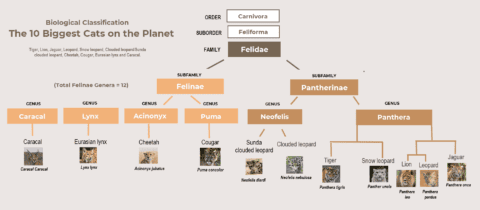 Big cats | big cat species data, conservation - BigCatsWildCats