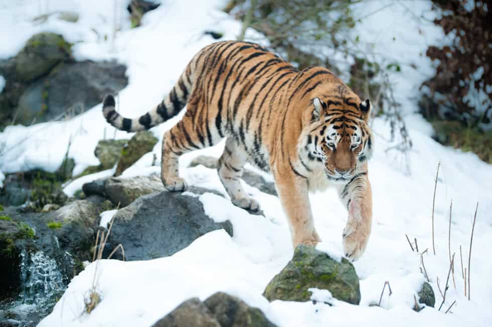 Amur | Siberian Tiger - species data, facts, conservation, photos ...