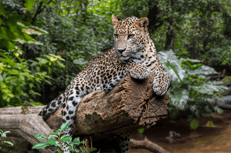 Jaguar vs. Leopard - BigCatsWildCats