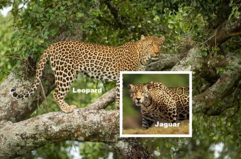 Big Cats, Small Wild Cats worldwide: species data, conservation