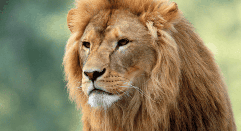 History of Lions - BigCatsWildCats