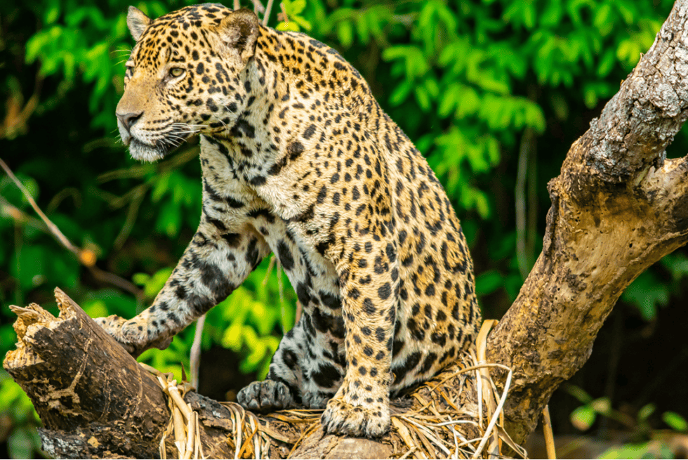 Jaguar vs. Leopard - BigCatsWildCats