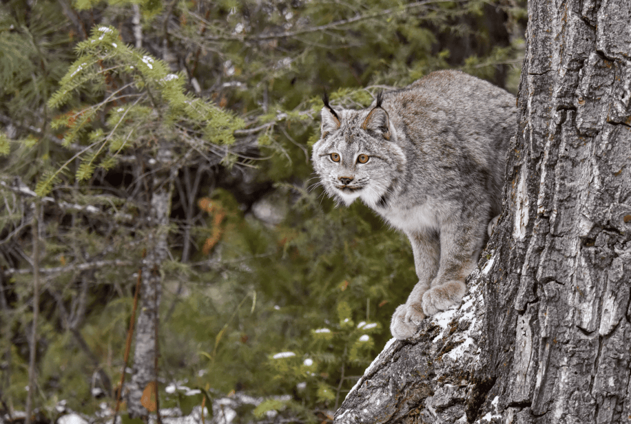 North American wild cats | big, small wild cats of North America ...