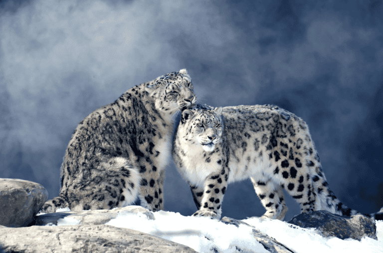 Snow leopard | species data, conservation, facts, photos - BigCatsWildCats