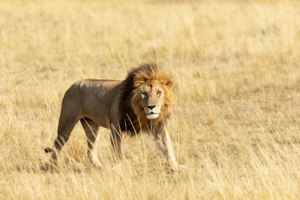 List of Big Cats: All Big Cat Species, Facts and Pictures - BigCatsWildCats