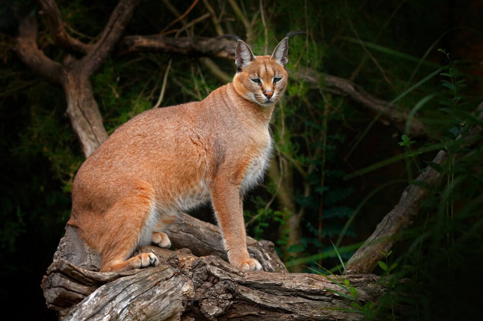 Wild Cats | Types, Species and Key characteristics - BigCatsWildCats
