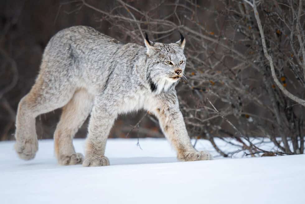 Canada lynx | species data, facts, conservation, photos - BigCatsWildCats