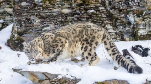 BigCatsWildCats | Big & Small Wild Cats, Conservation, Advocacy