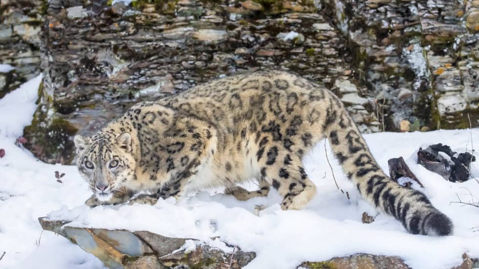 BigCatsWildCats | Big & Small Wild Cats, Conservation, Advocacy